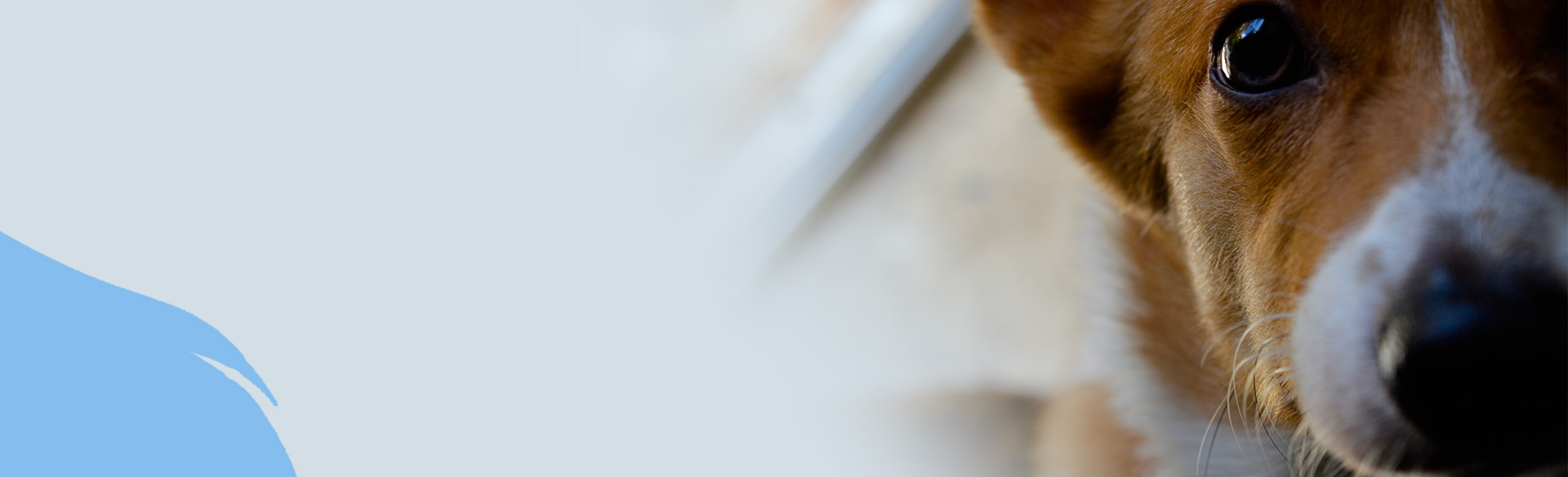 Vestido Bandera – Pet Glam Chile